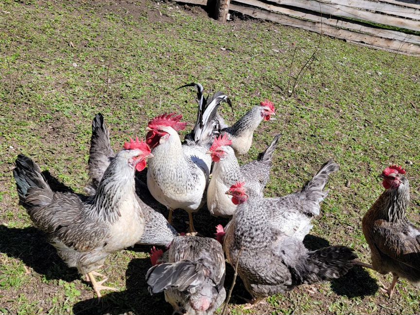 Инкубационное яйцо Барковская барвистая