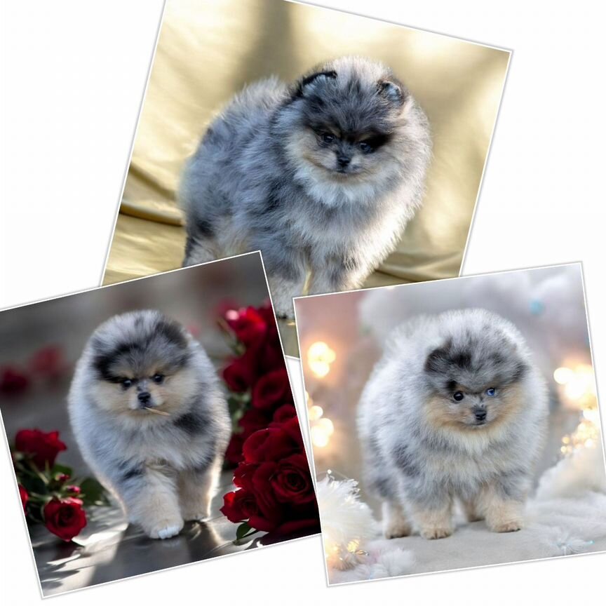 Померанский шпиц