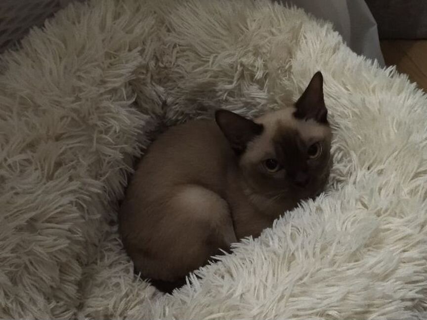 Кошка