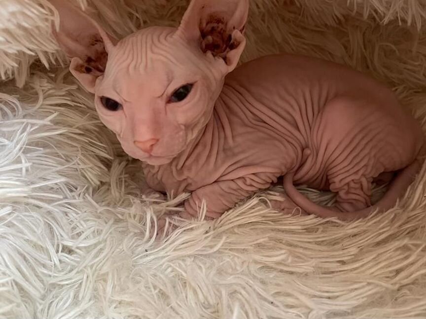 Донской сфинкс котята