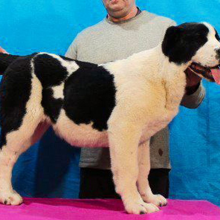 Отличная сука сао