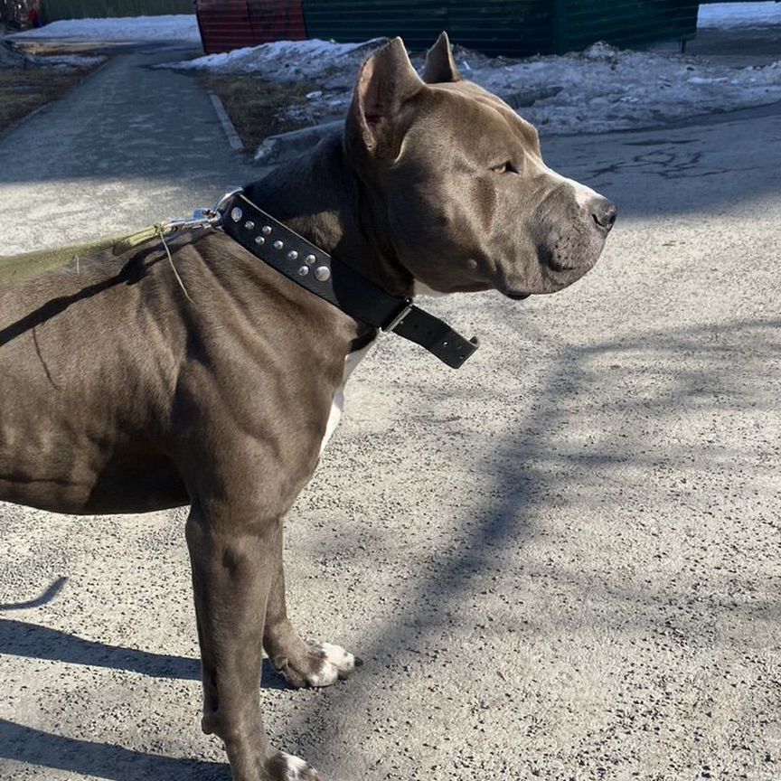 Стаффордширский терьер