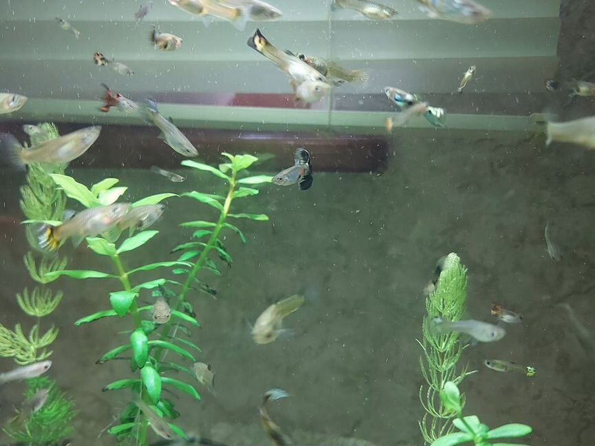 Продам аквариумных рыбок гуппи