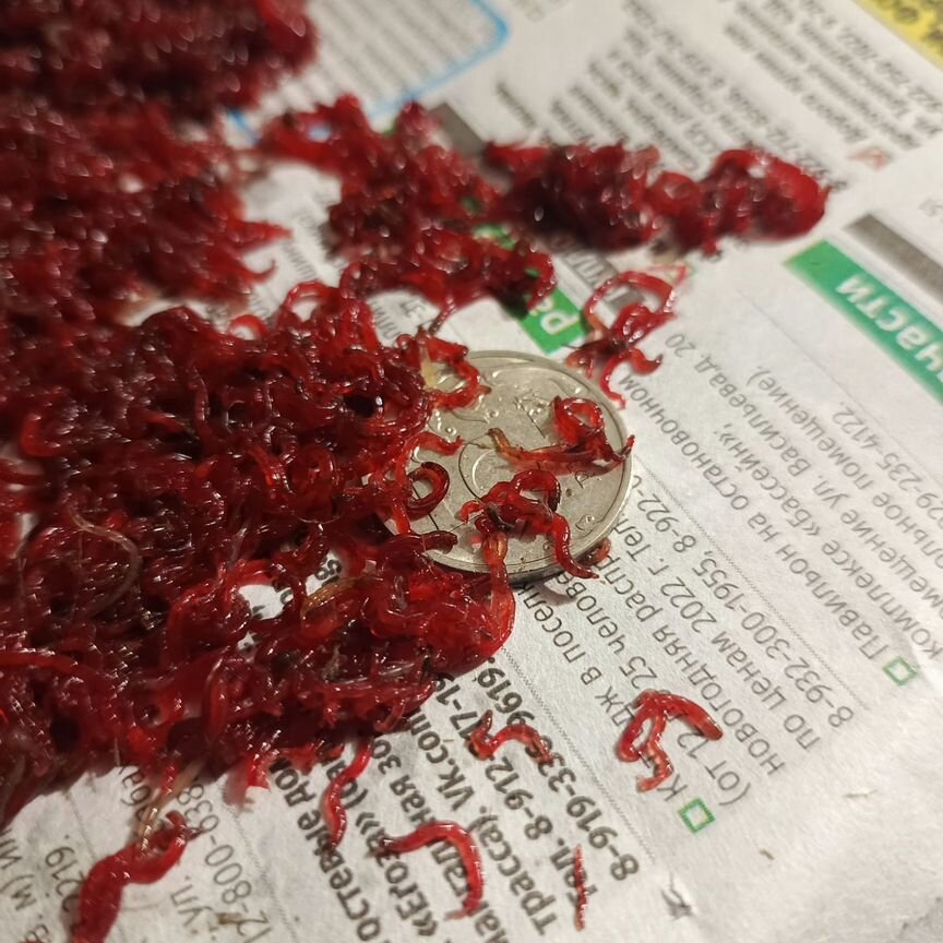 Мотыль кормовой