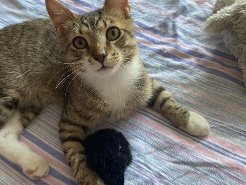 Котенок Тимоша