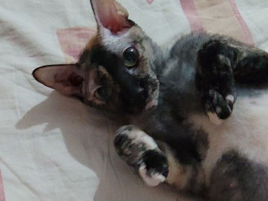 Кошка донской сфинкс