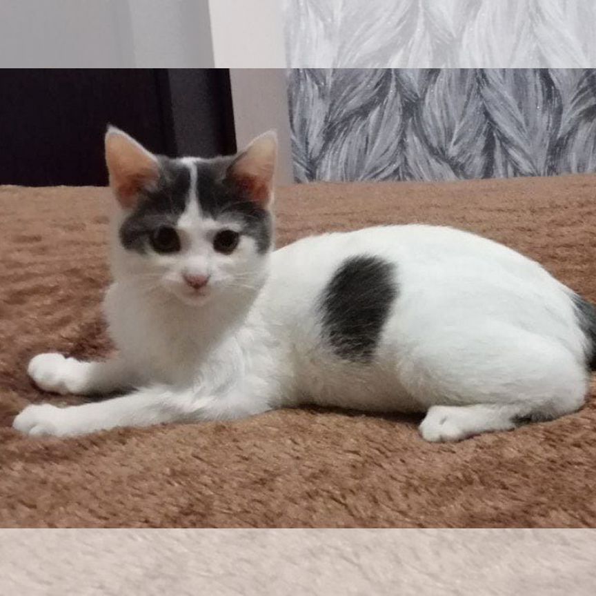 Отдам котёнка турецкого вана в добрые руки