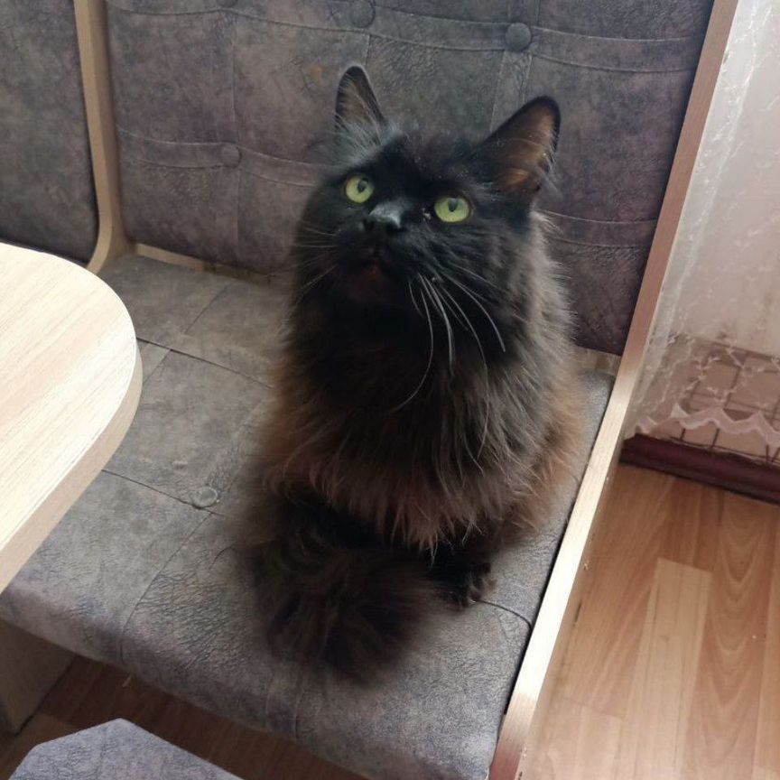 Взрослая кошка в добрые руки