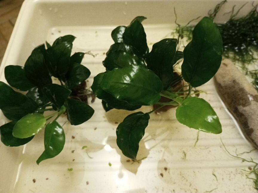 Анубиас нана