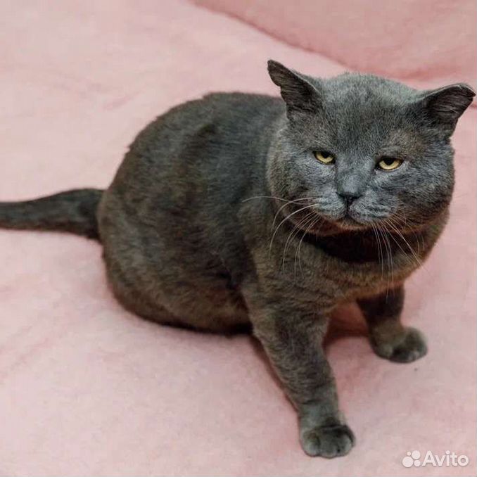 Шотландец,огромный,весит 8 кг