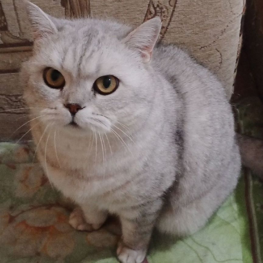 Кот британец 10 лет