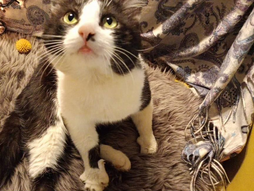 Кот очень ласковый бесплатно