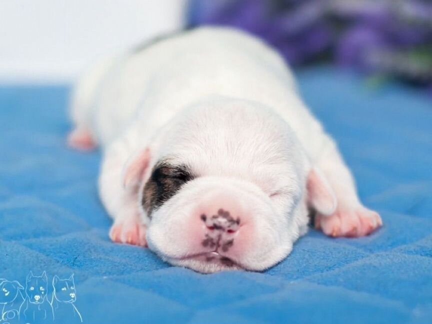 Девочка Амстафф