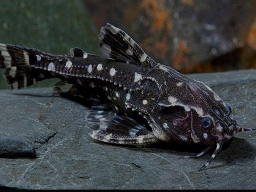 Агамикс белопятнистый