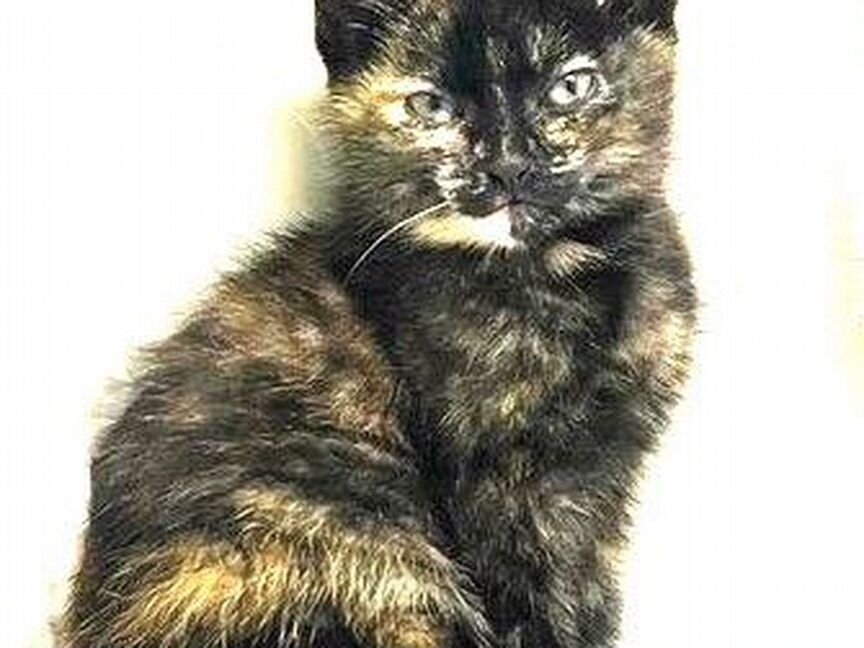 Маленькой кисоньке-черепашке нужен дом