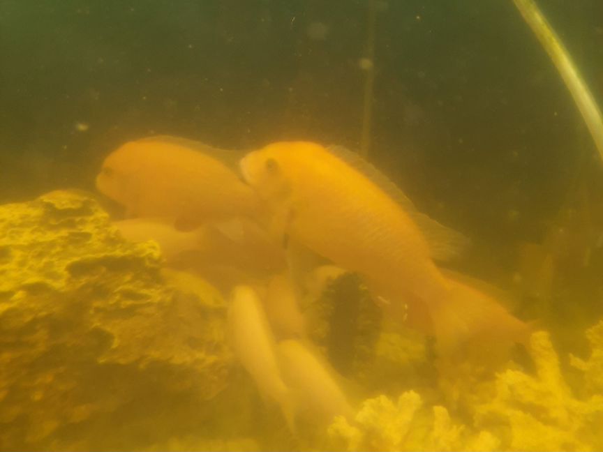 Рыбки цихлиды