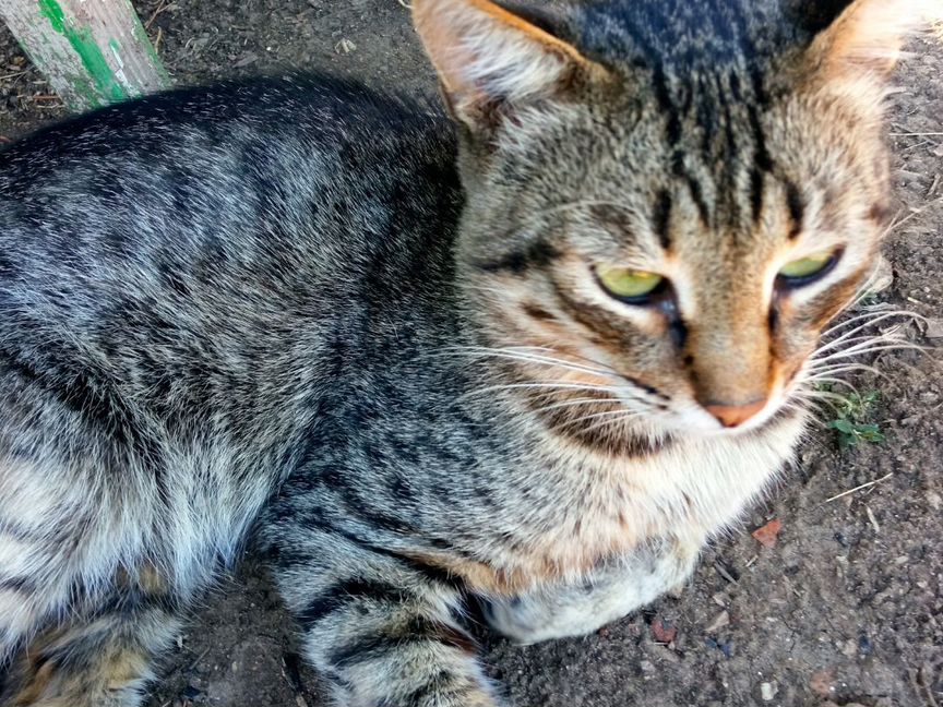 Кошки в добрые руки