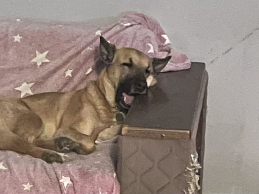 Отдам в добрые руки овчарку