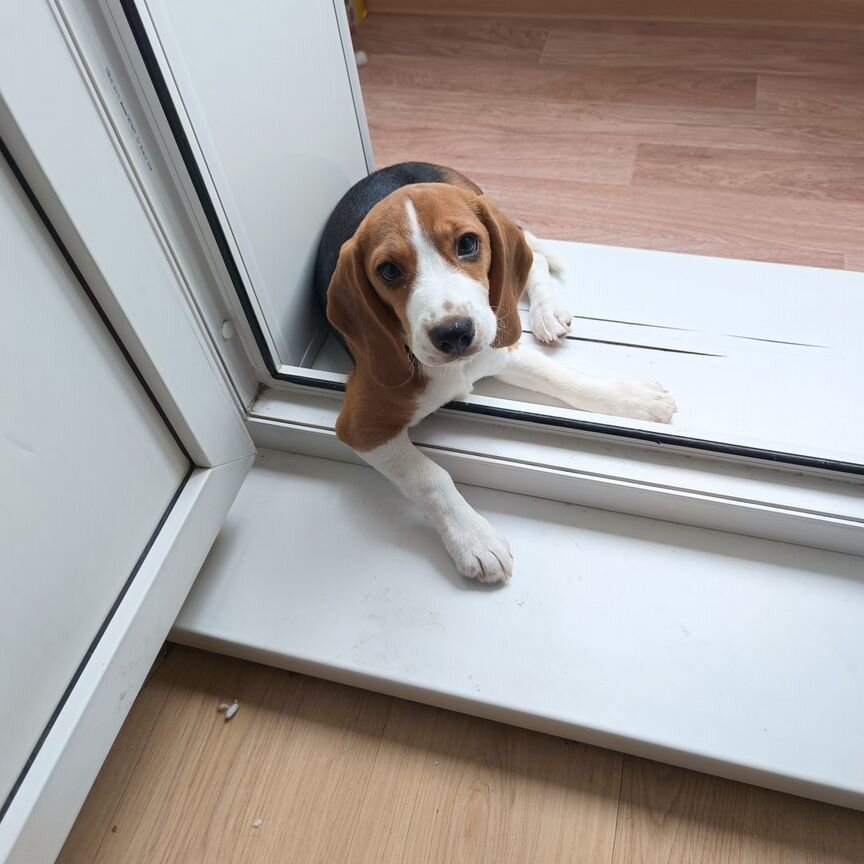 Отдам в добрые руки