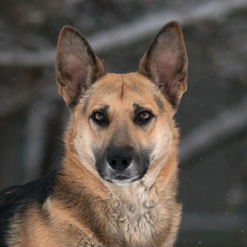 Овчарка в добрые руки