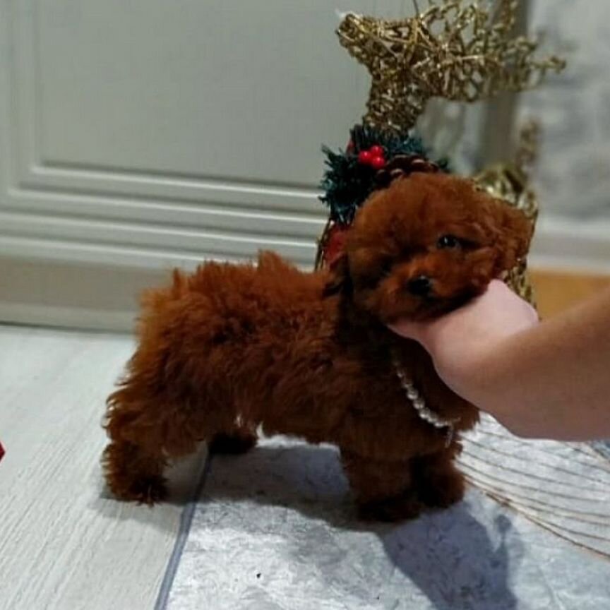 Той-пудель, щенок