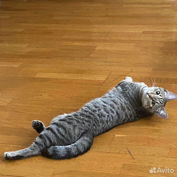 Котенок ищет дом. Девочку предали и выбросили