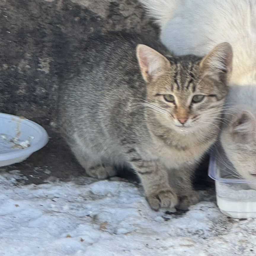 Котенок-девочка