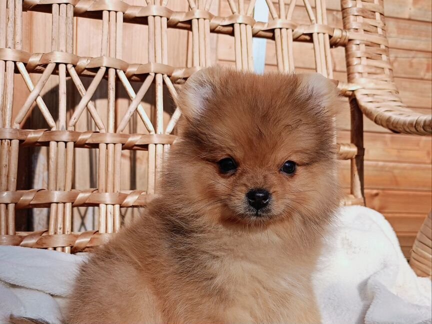 Рыжий красавчик с документами