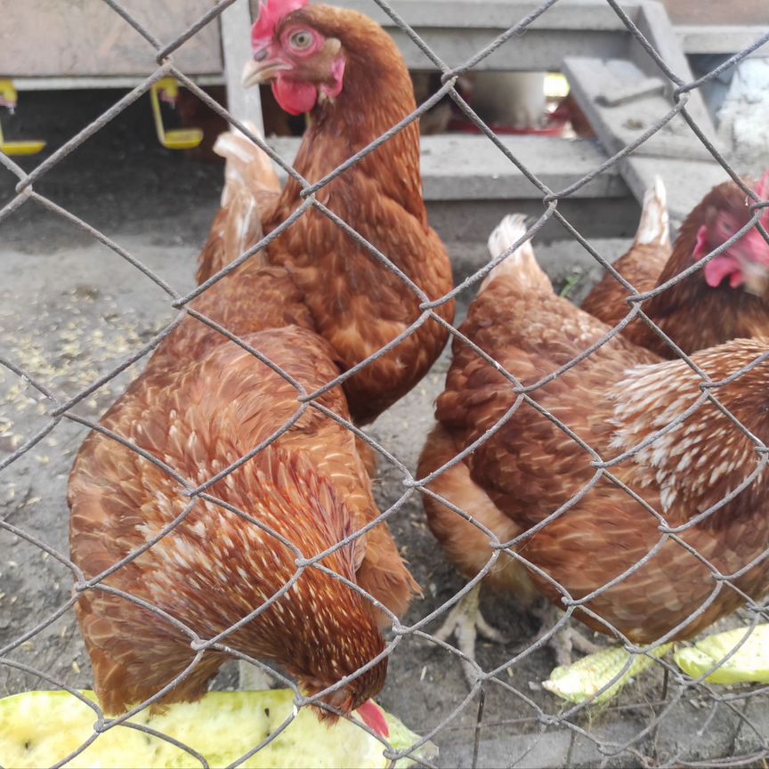 Куры несушки ломан браун