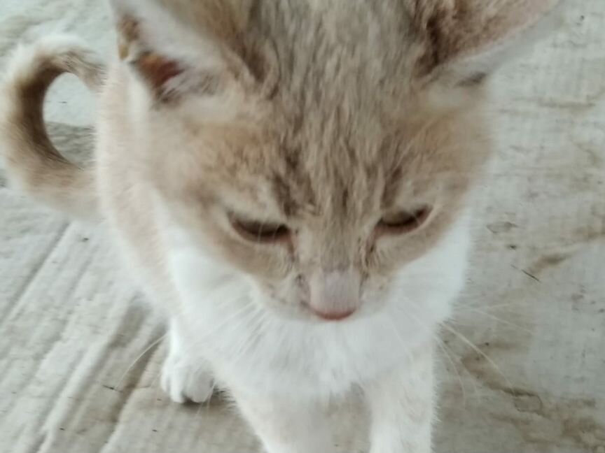 Котёнок львёнок