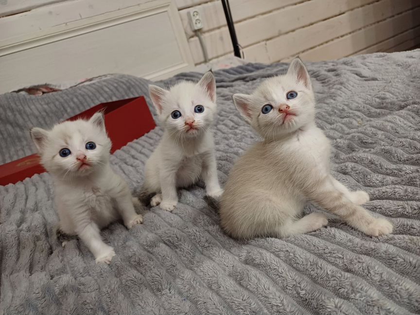 Продаются котята