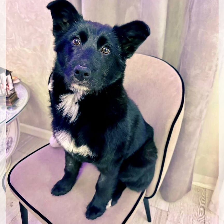 Щенок в добрые руки