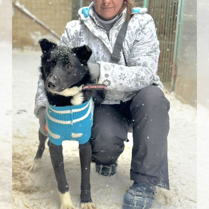 Взрослый пёс в добрые руки