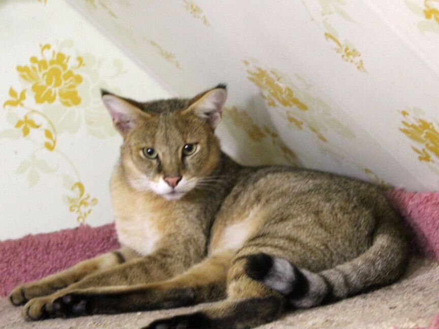 Чаузи в разведение