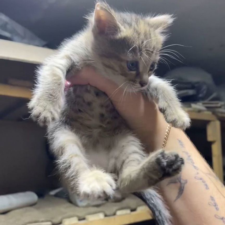 Котята в добрые руки 1 месяц девочка