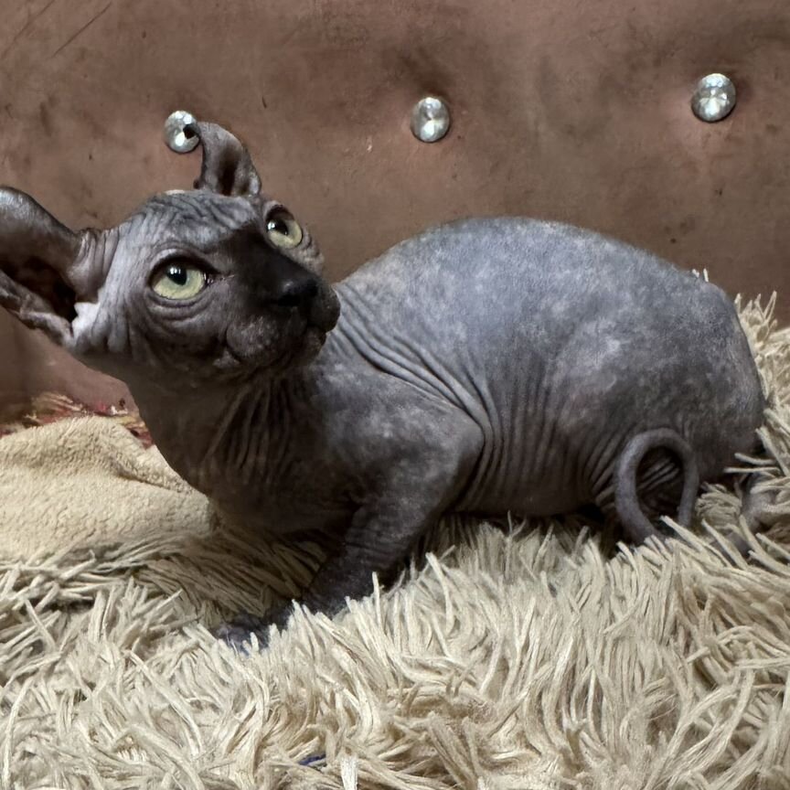 Котенок эльф девочка