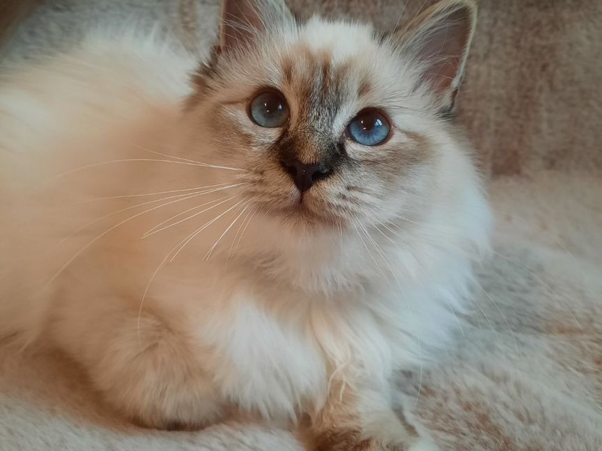 Священная бирма- мальчик