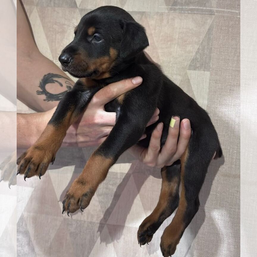 Доберман, щенок