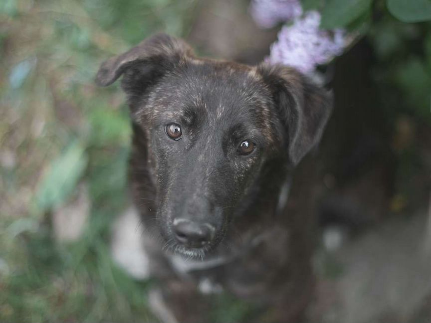 Собака в добрые руки. Тигровая малышка ищет дом