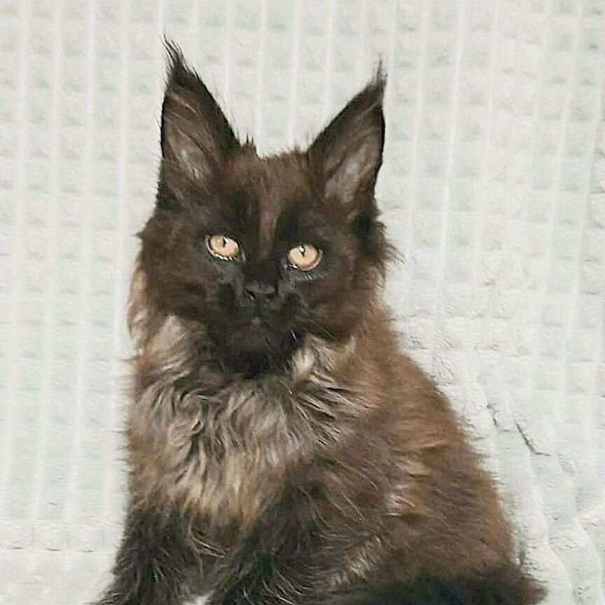 Котята мейн-кун, кот