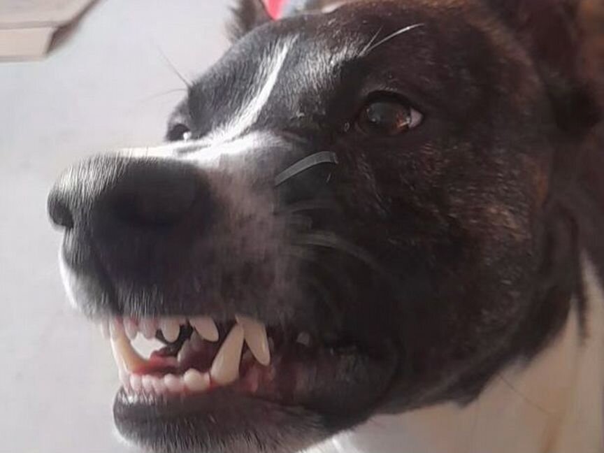 Стаффорд вязка