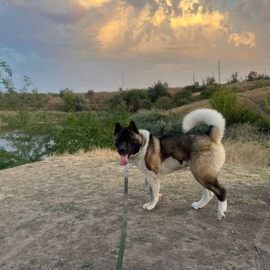 Мальчик американская акита ищет невесту