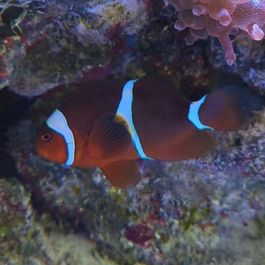 Рыбка клоун