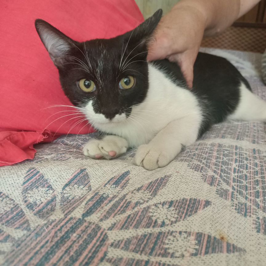 Котенок мальчик