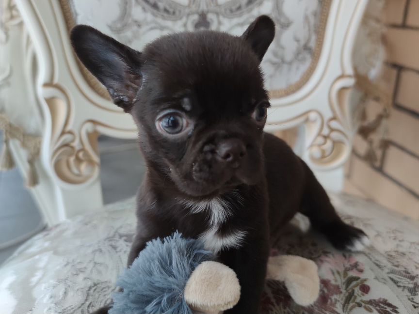 Девочка чихуахуа