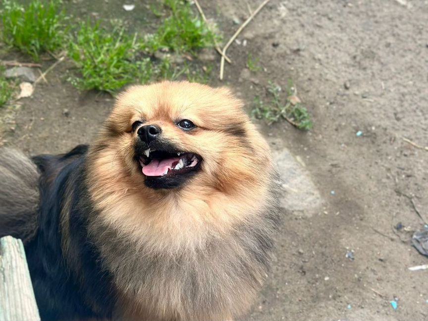 Вязка собак шпиц, оплата один щенок