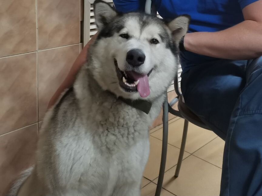 Аляскинский маламут