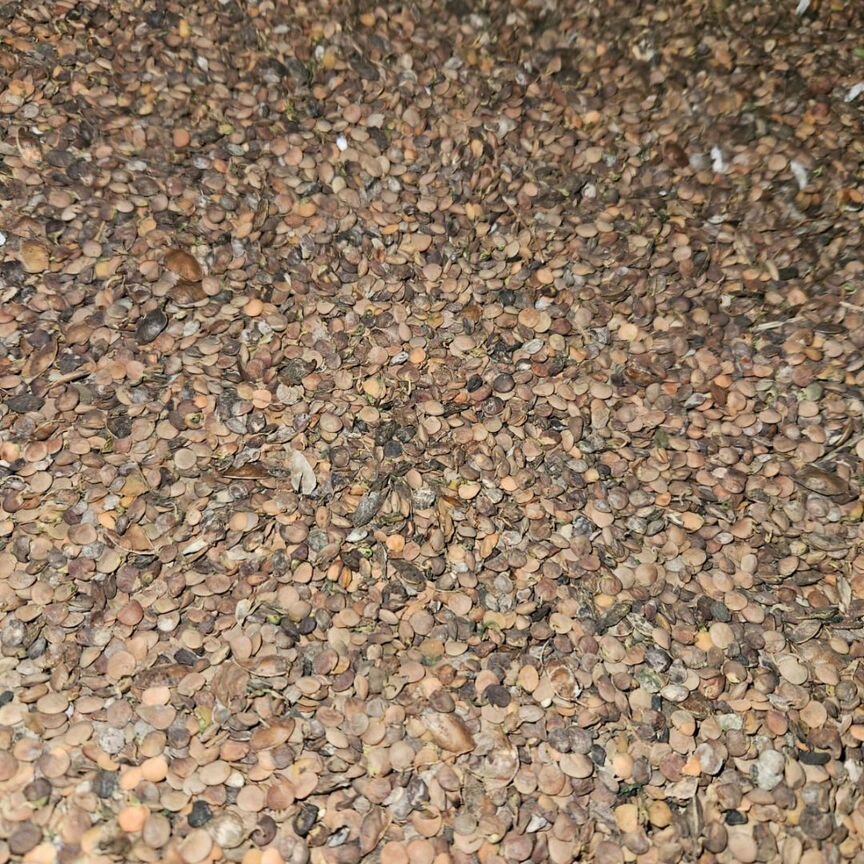 Продам чечевица отходы