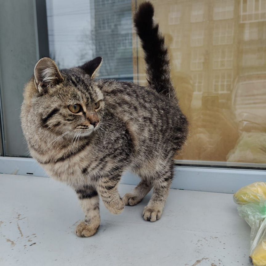 Молодой котик