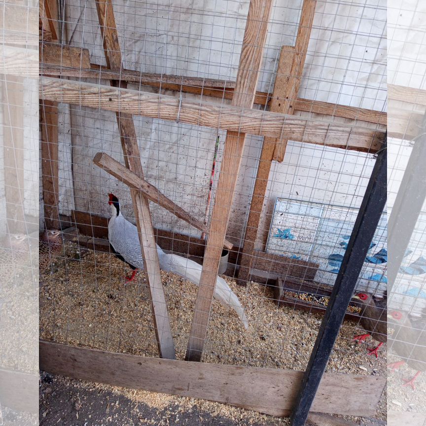 Фазаны серебро